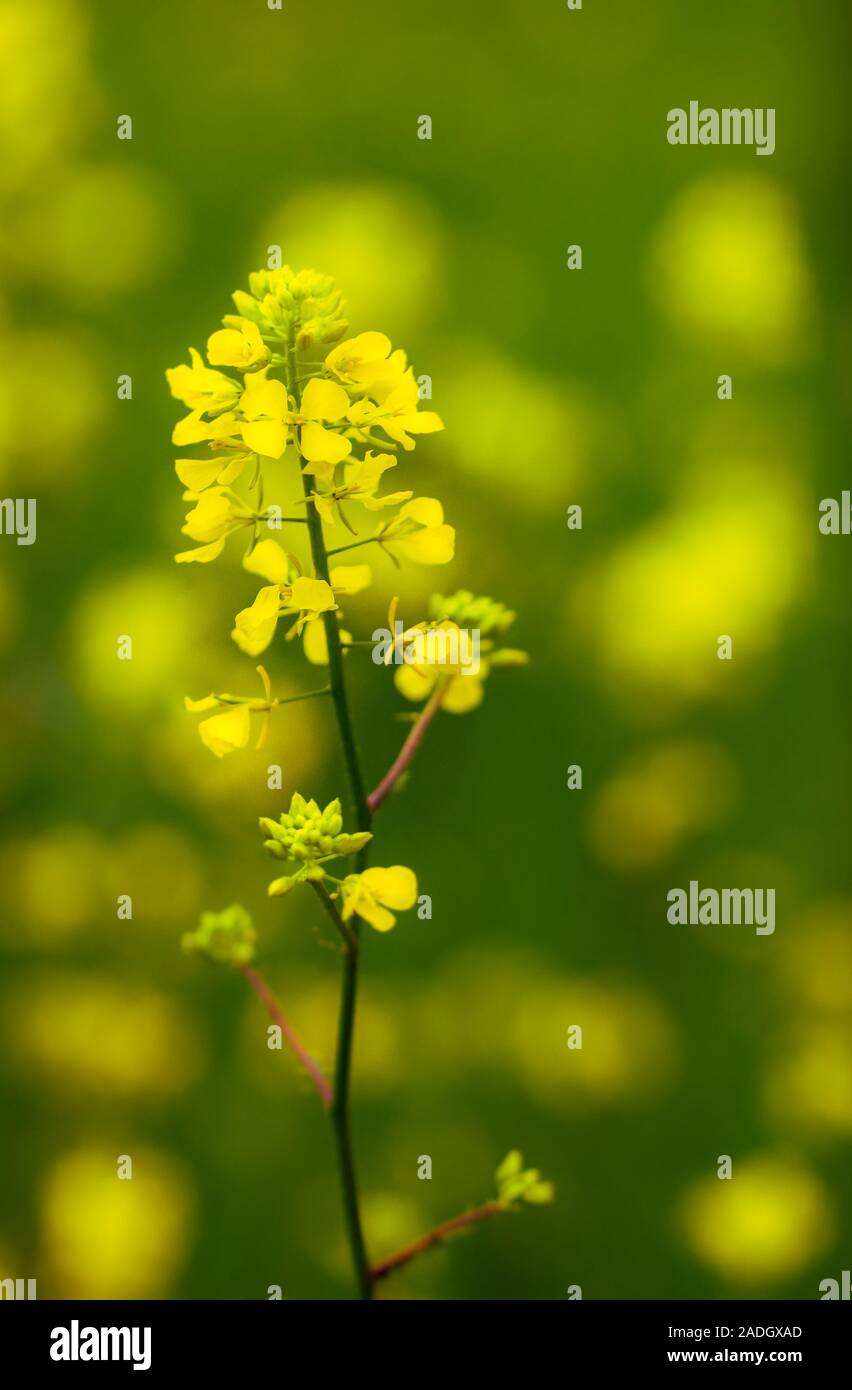 Hypericum perforatum seed hi-res stock photography and images - Alamy