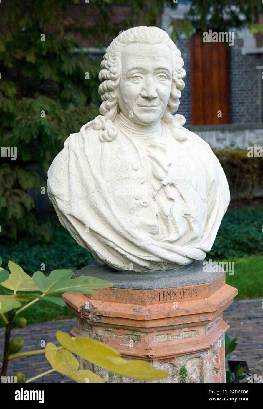 Bust of Carl Linnaeus (1707-1778), Swedish botanist and taxonomist ...