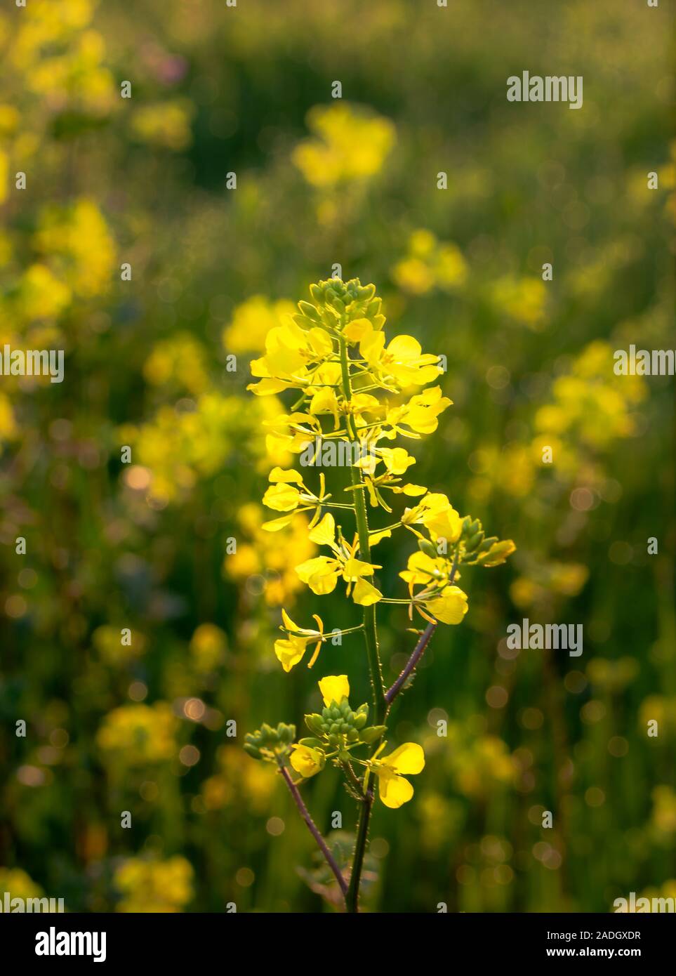 Yellow centaury / St.John's wort (Hypericum perforatum Stock Photo - Alamy