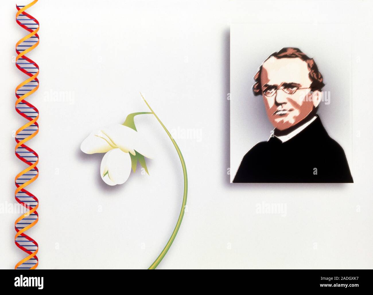 Gregor Mendel. Computer artwork of the Austrian botanist Gregor Johann ...