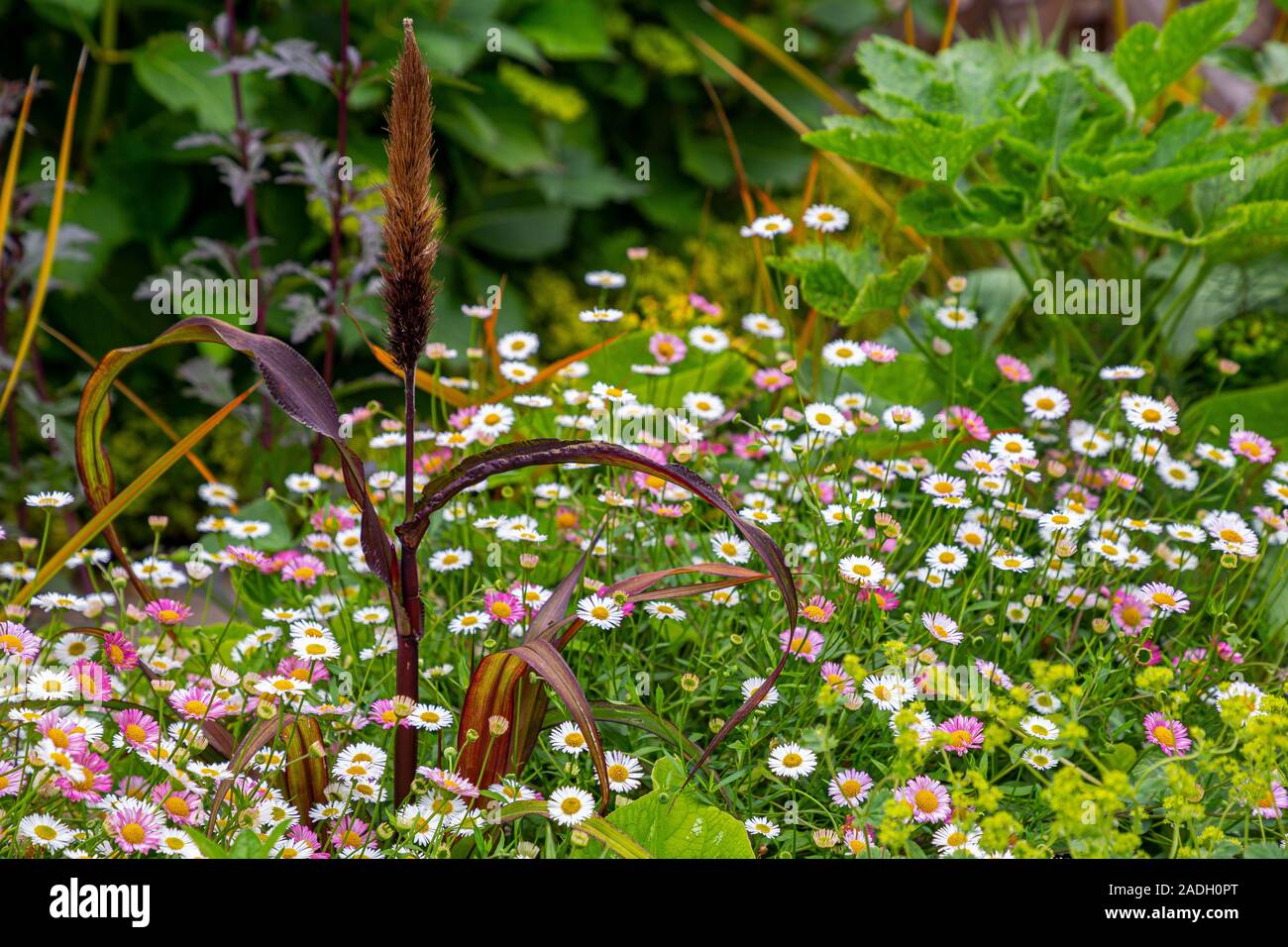 Pennisetum glaucum 'Purple Baron' underplanted with Erigeron ...