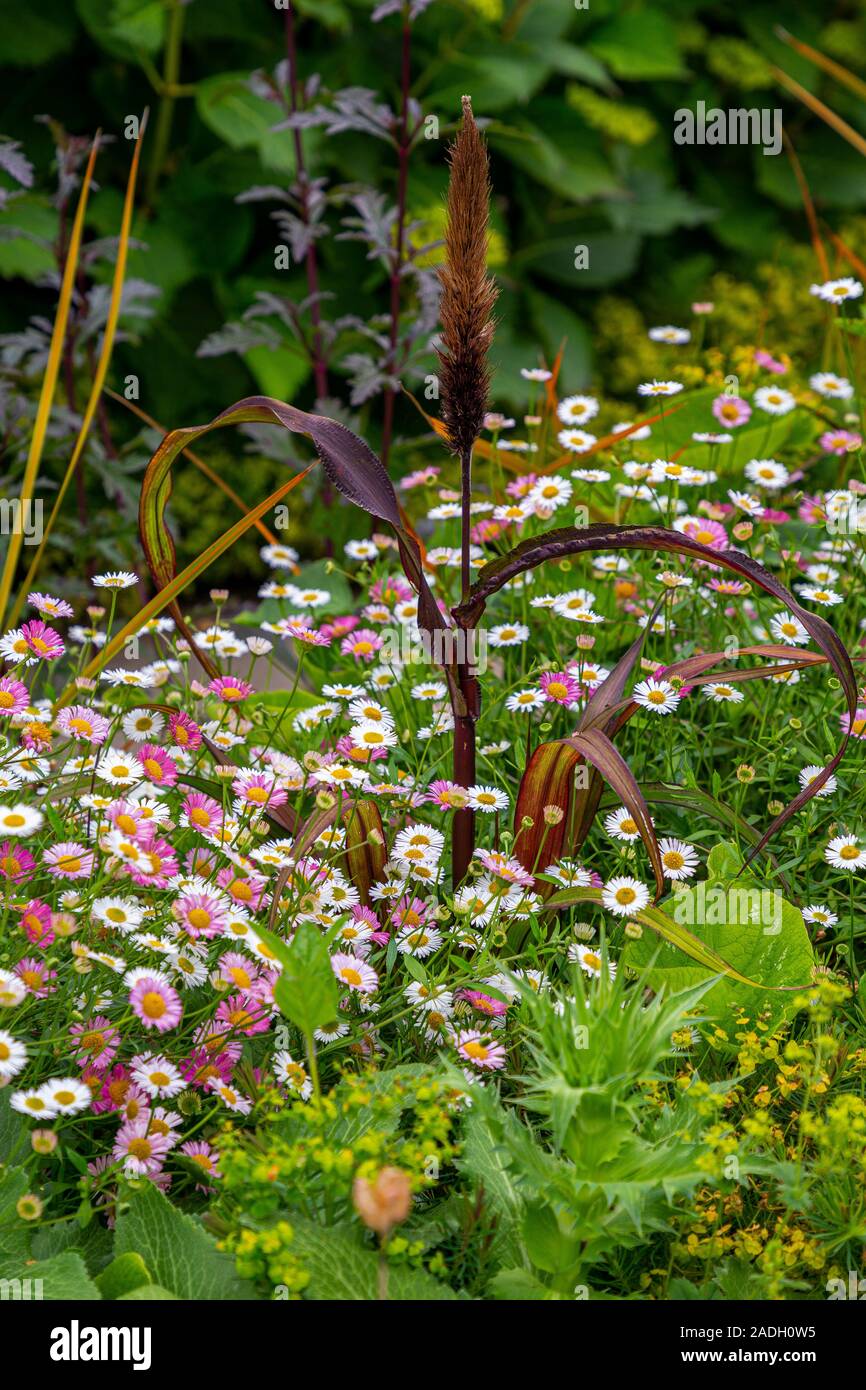 Pennisetum glaucum 'Purple Baron' underplanted with Erigeron ...