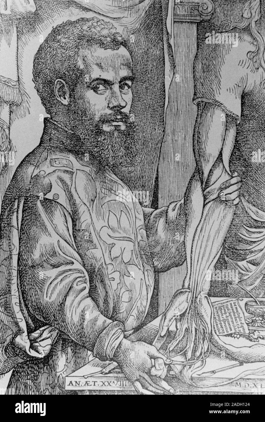 Andreas Vesalius (1514-1564), the Belgian anatomist who founded modern ...