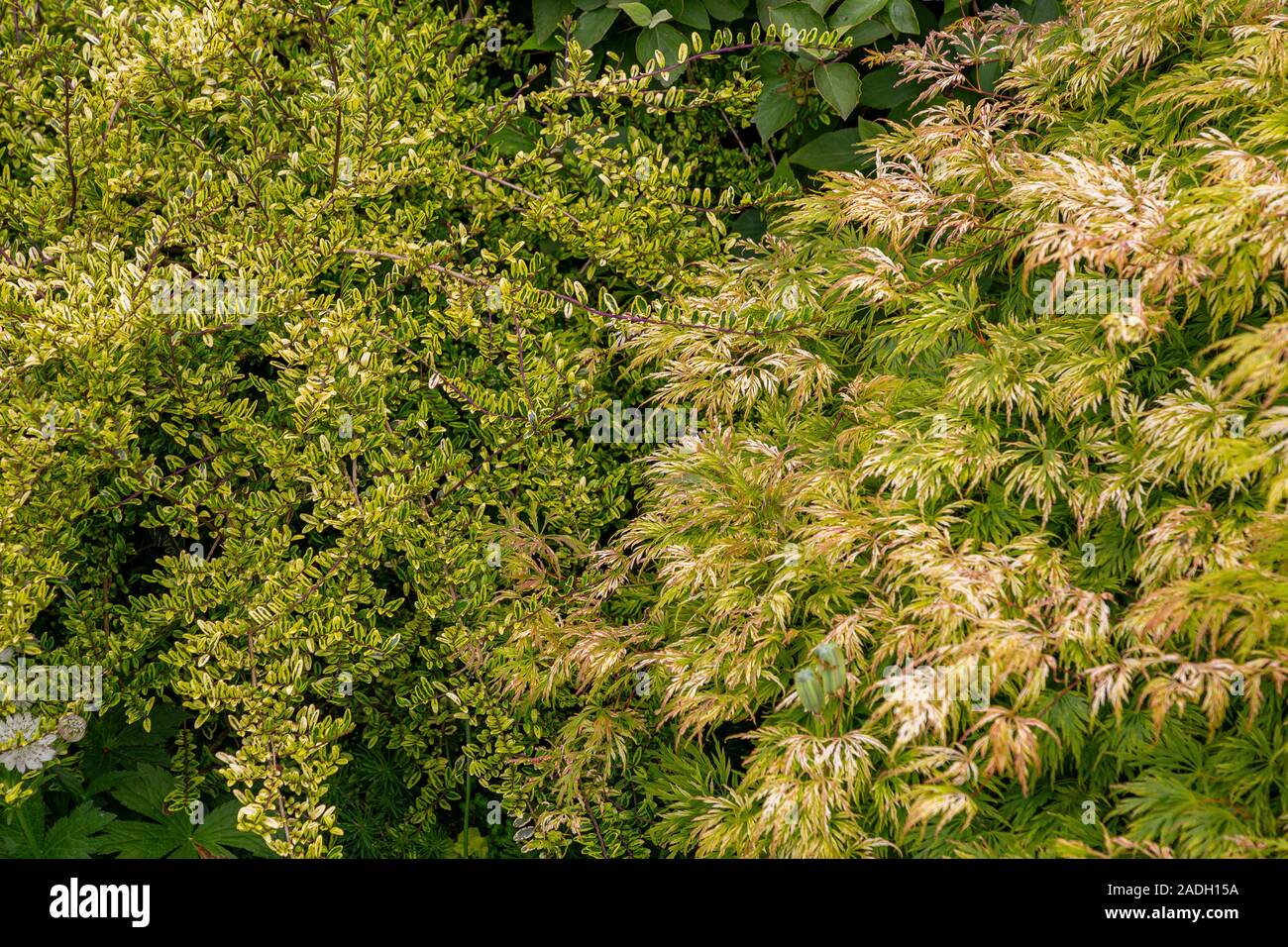 Acer palmatum 'Dissectum' and Lonicera ligustrina 'Lemon Beauty' Stock ...