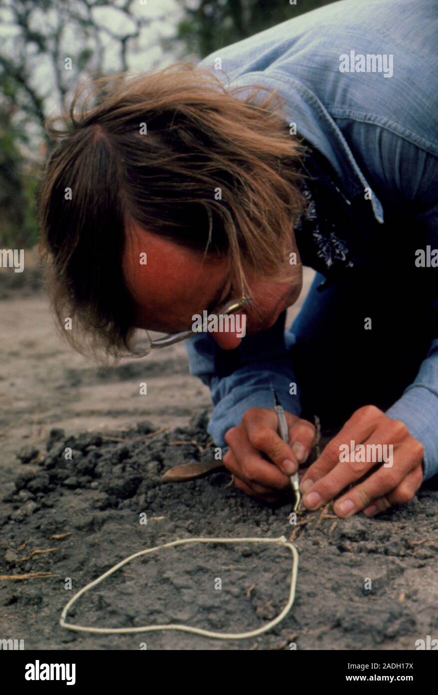 Tim White. Palaeoanthropologist Professor Tim White, leader of the team ...
