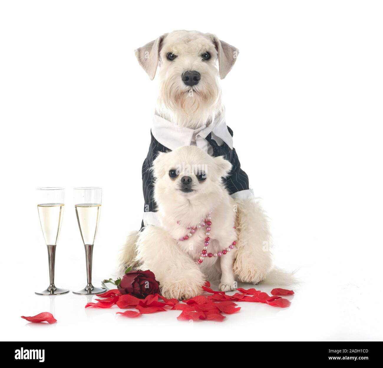 White dog glass wine Cut Out Stock Images & Pictures - Alamy