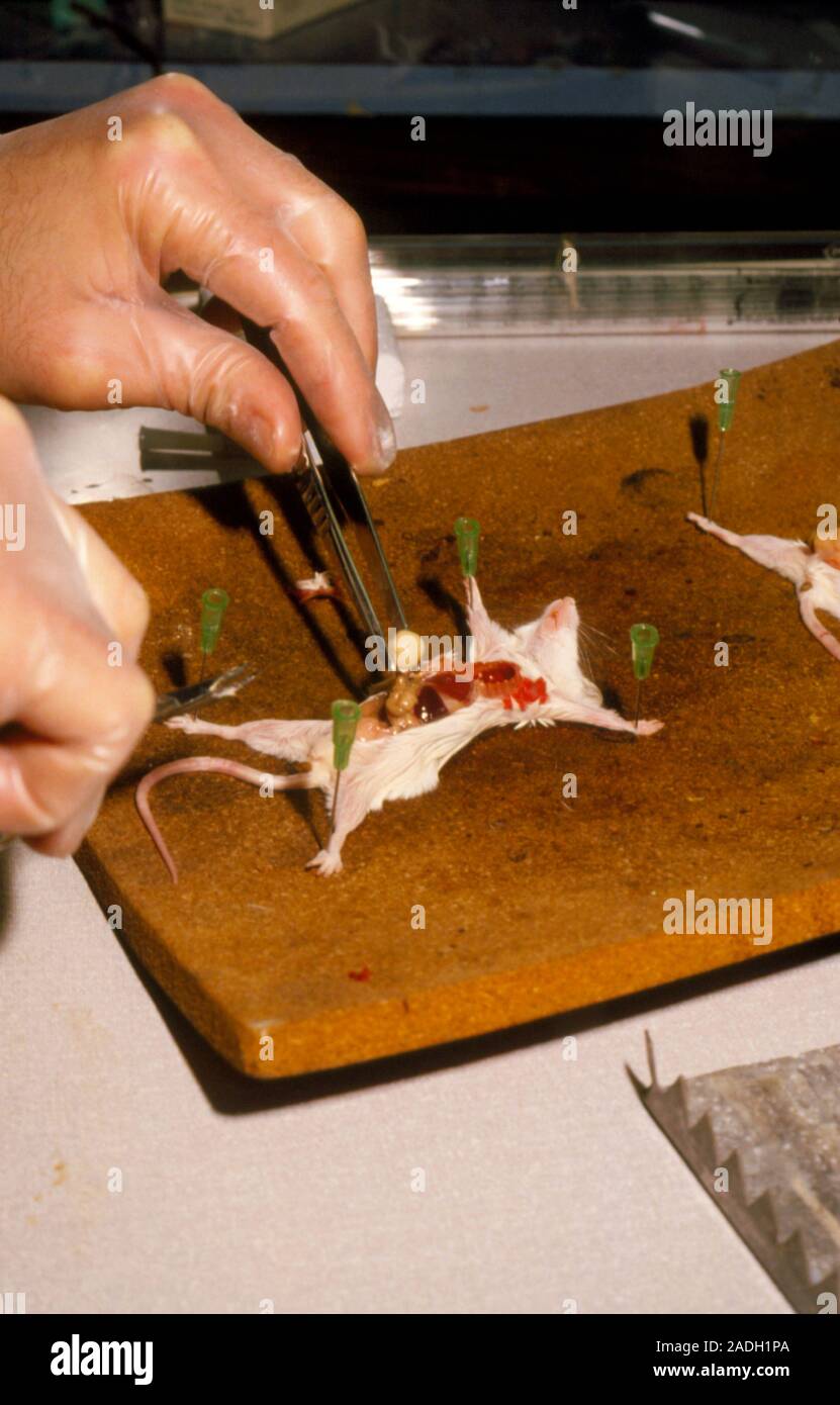 Mouse dissection. Biology lesson in which gloved hands use intruments ...