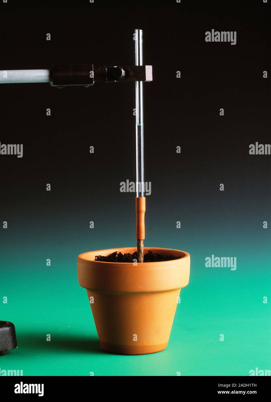 Root pressure experiment. The stem that remains from a plant has had a ...