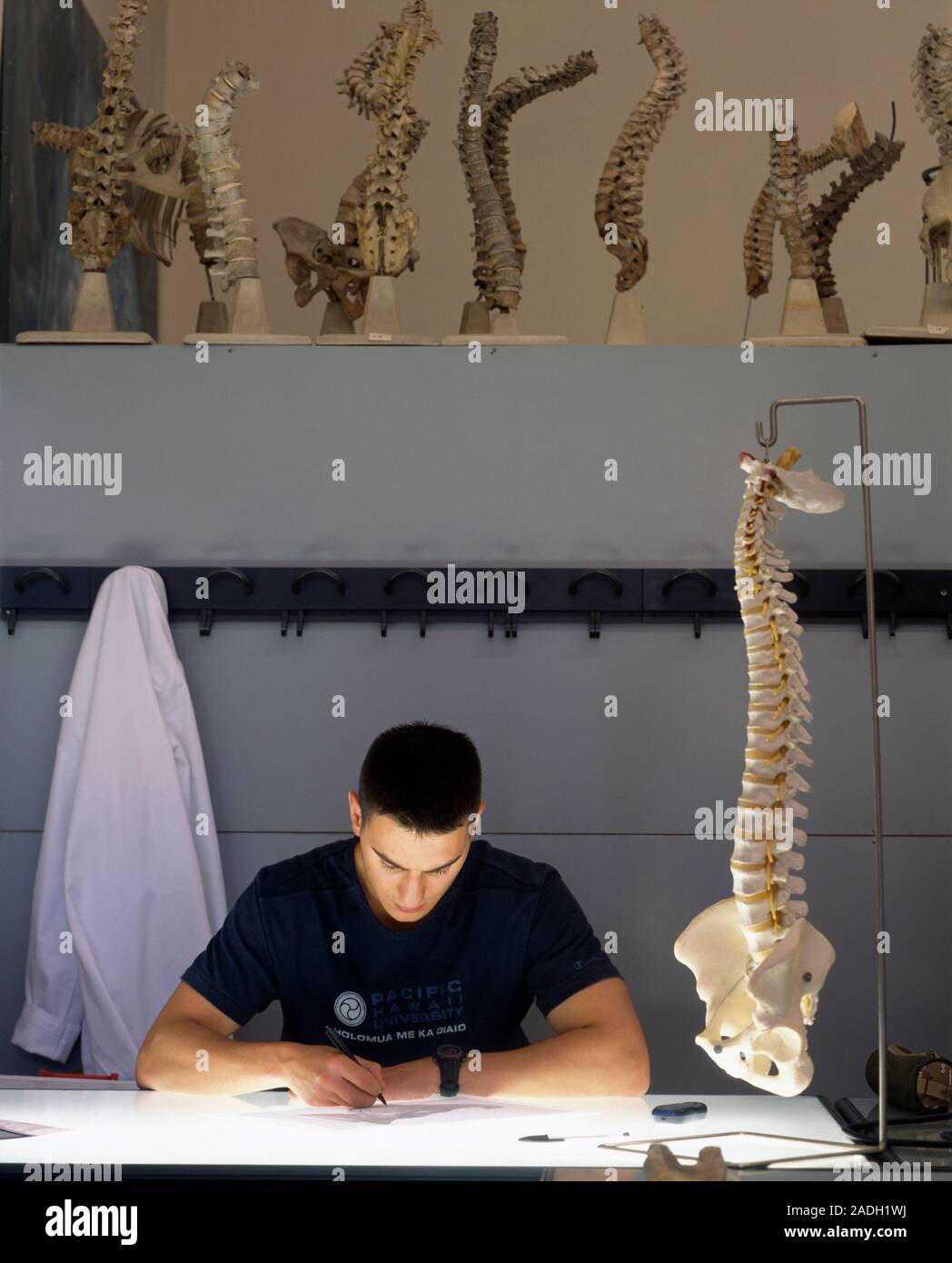 Anatomical drawing school. Student using a model backbone to learn the ...