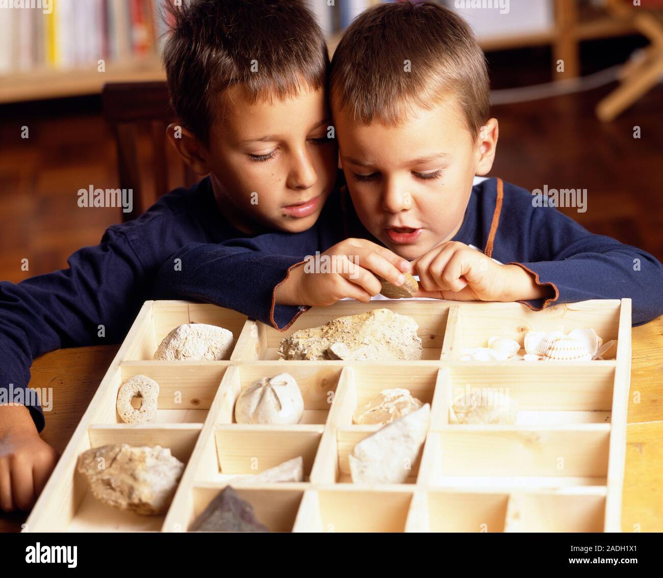Geology lesson. Schoolboys examining rocks and fossils. Fossils are the ...