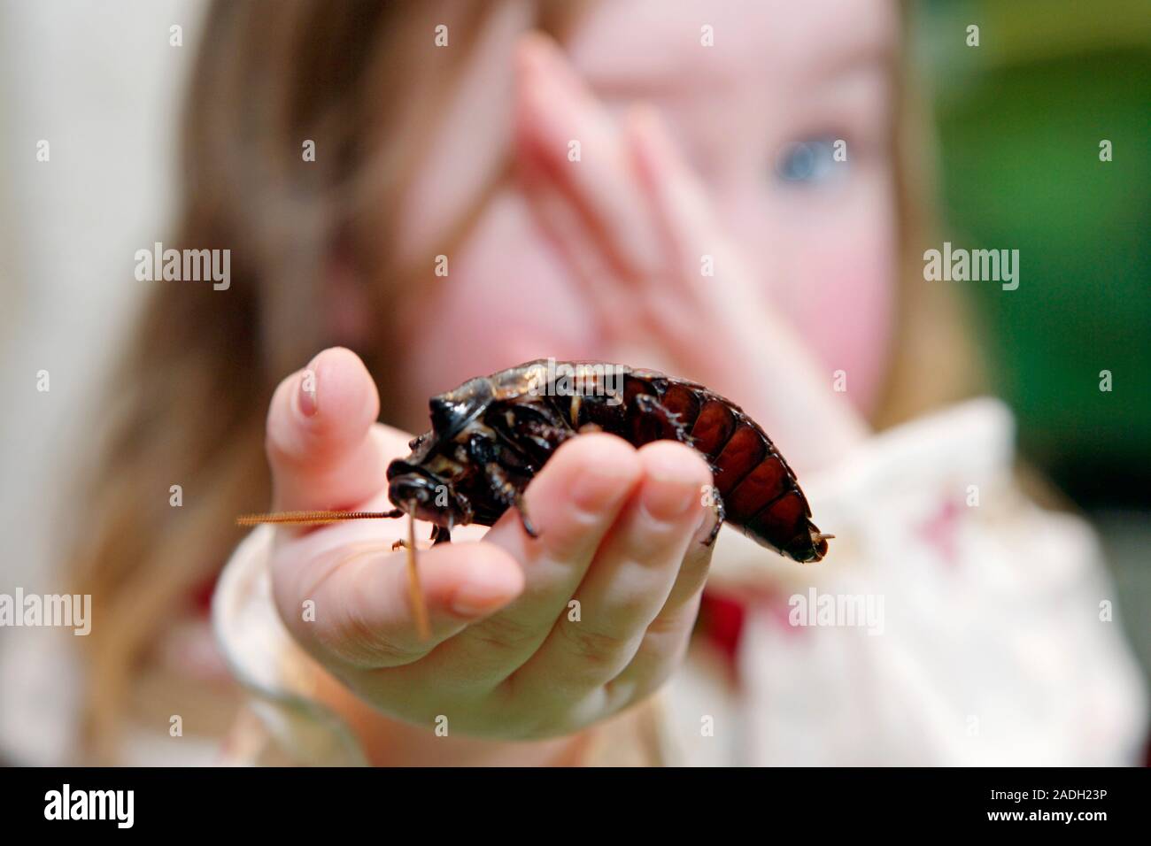 MODEL RELEASED. Biology lesson. Pupil holding a giant hissing cockroach ...