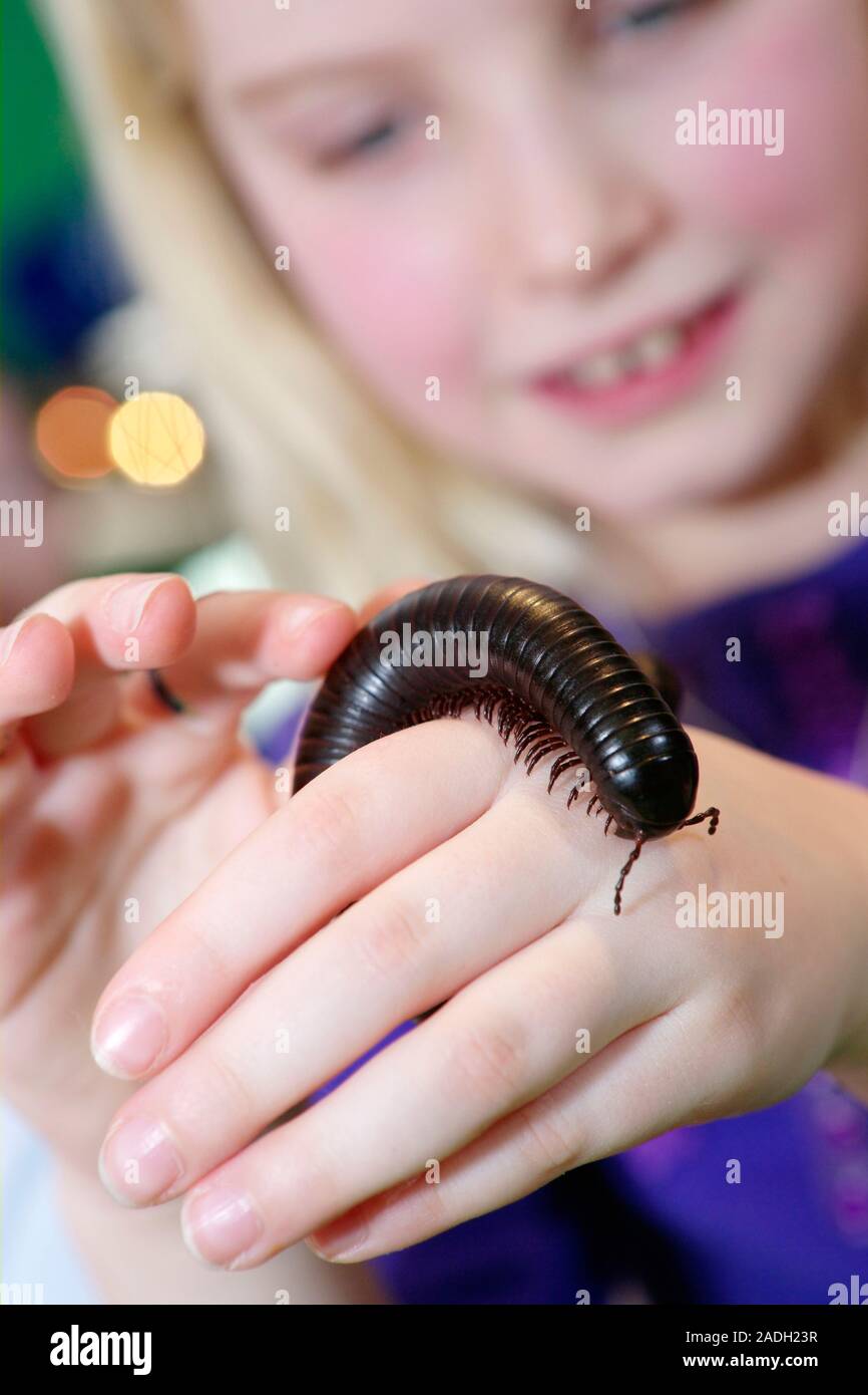 MODEL RELEASED. Biology lesson. Girl holding a African giant millipede ...