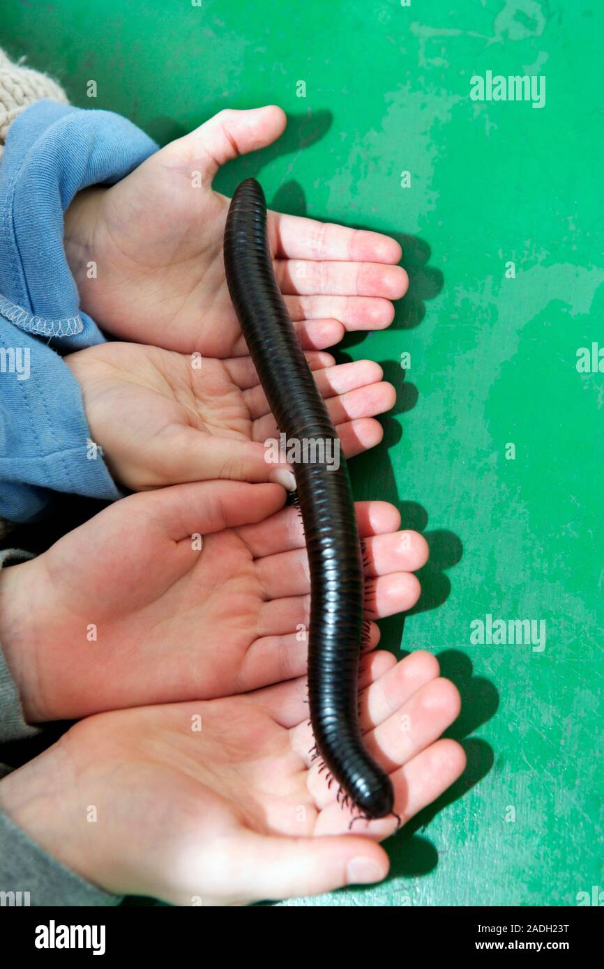 MODEL RELEASED. Biology lesson. African giant millipede (Class ...