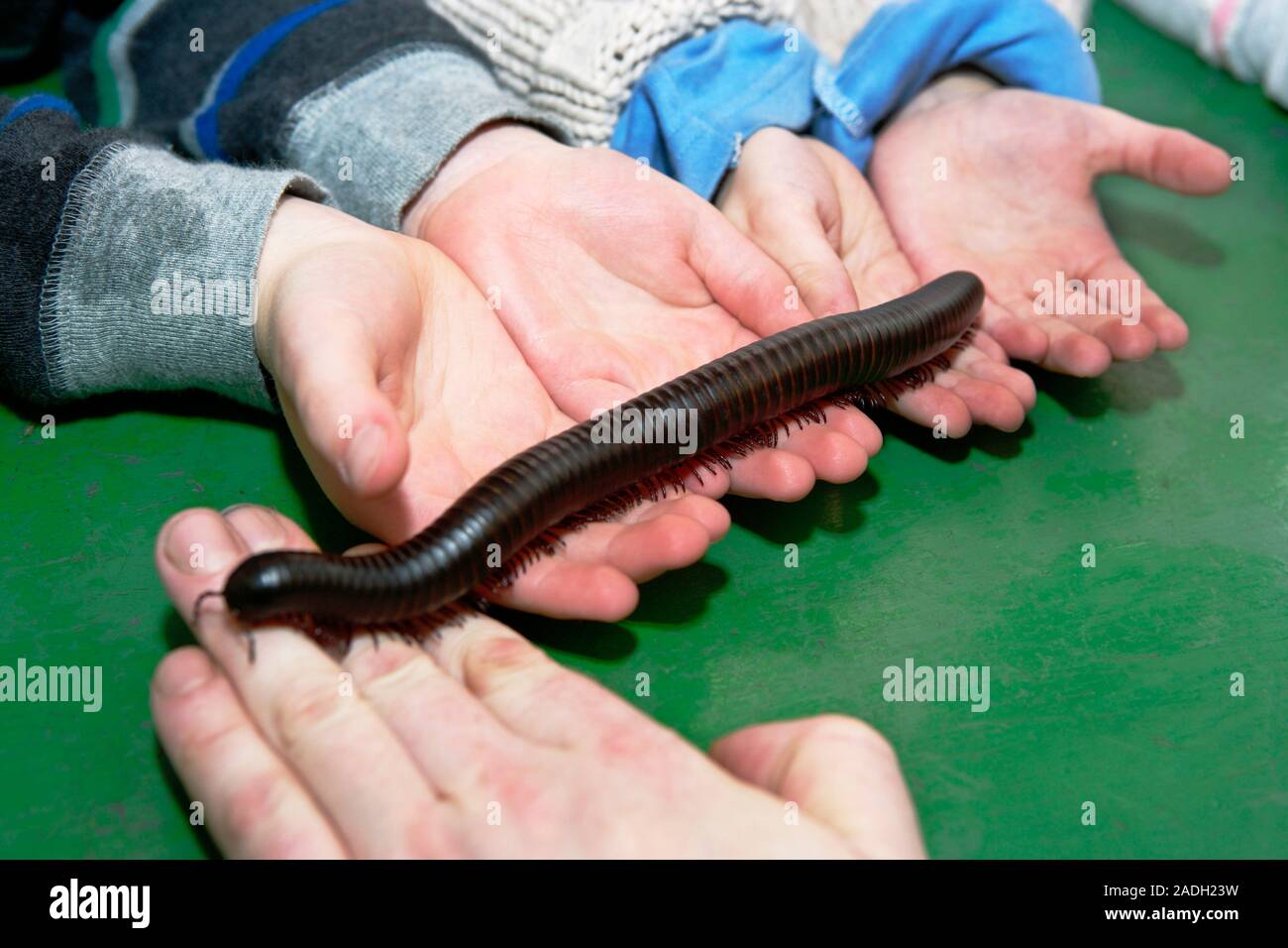 MODEL RELEASED. Biology lesson. African giant millipede (Class ...