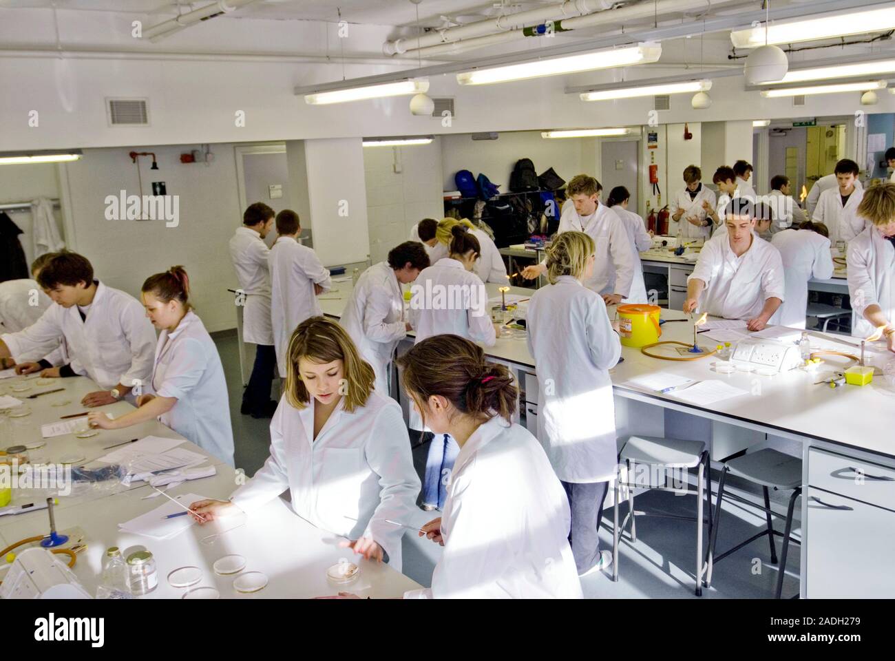 Biology lesson. Students in a biology laboratory preparing microbial ...