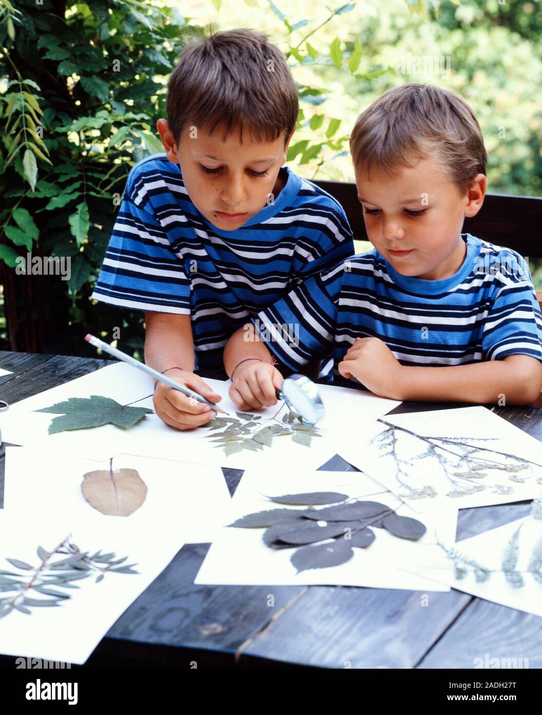 Art lesson. Children drawing around pressed leaves. Leaf shape is one ...