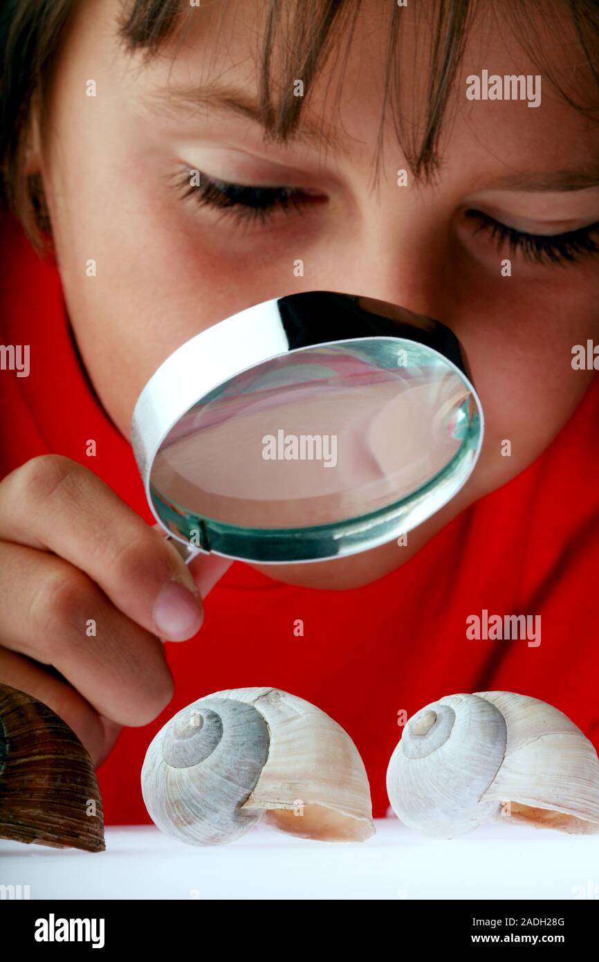 MODEL RELEASED. Child studying snail shells under a magnifying glass ...