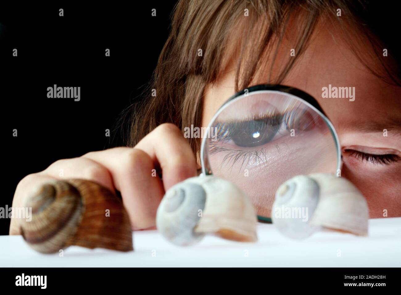 MODEL RELEASED. Child studying snail shells under a magnifying glass ...