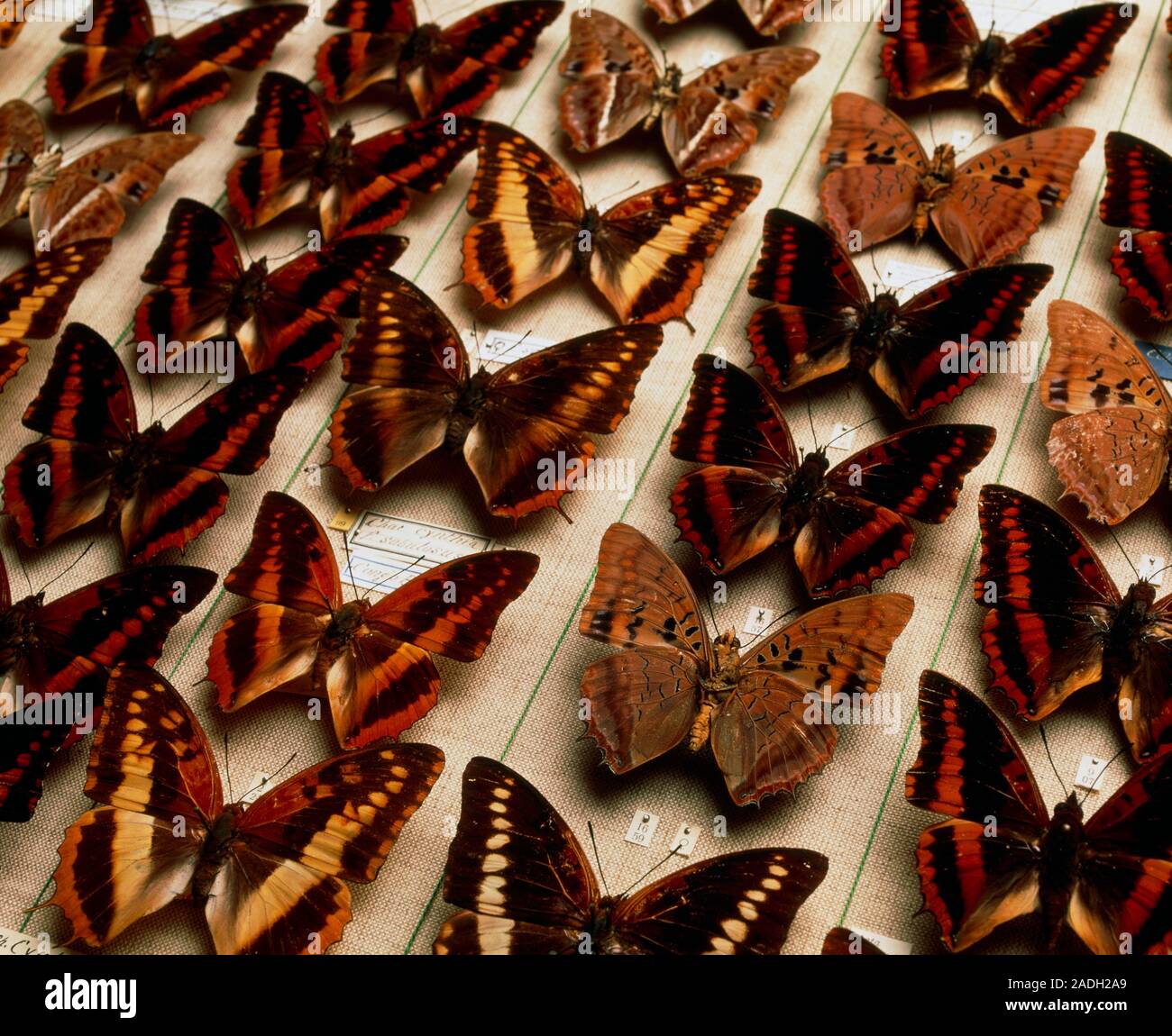 Charaxes sp. butterfly exhibit. View of several butterflies of the ...