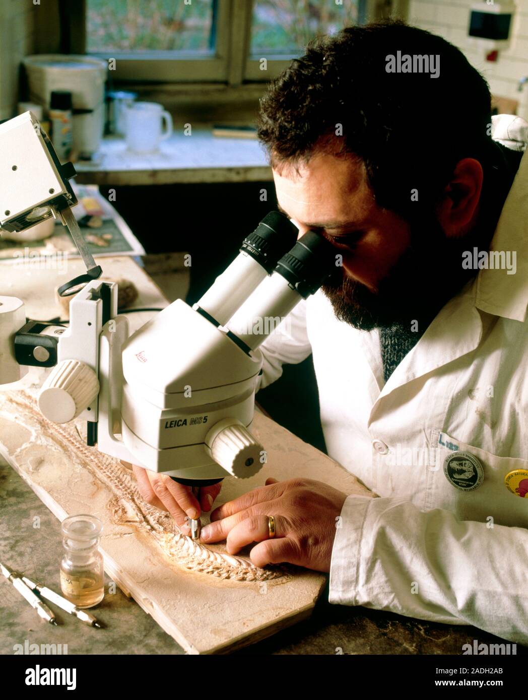 Fossil research. View of a researcher cleaning a snake-like reptile ...
