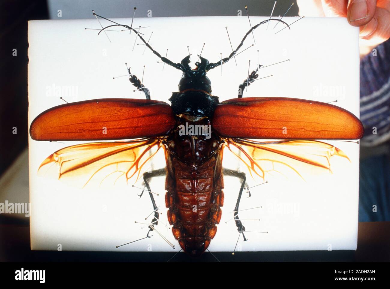 Mounted beetle. Hand holding a mounted South American longhorn beetle ...