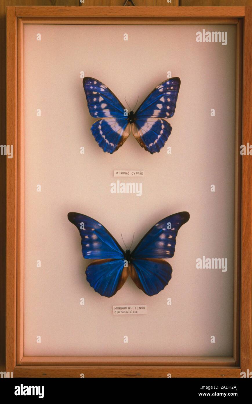 Mounted butterflies. Morpho (top, Morpho cypris) and blue morpho (bottom, Morpho rhetenor ...