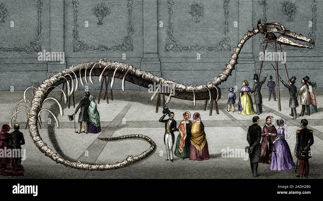 Fossil display. Historical artwork showing a fossil skeleton on display ...