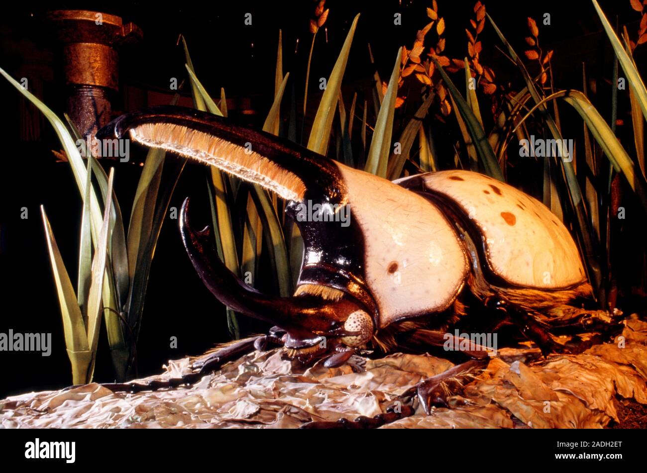 Model scarab beetle. Giant robotic horned scarab beetle (family ...