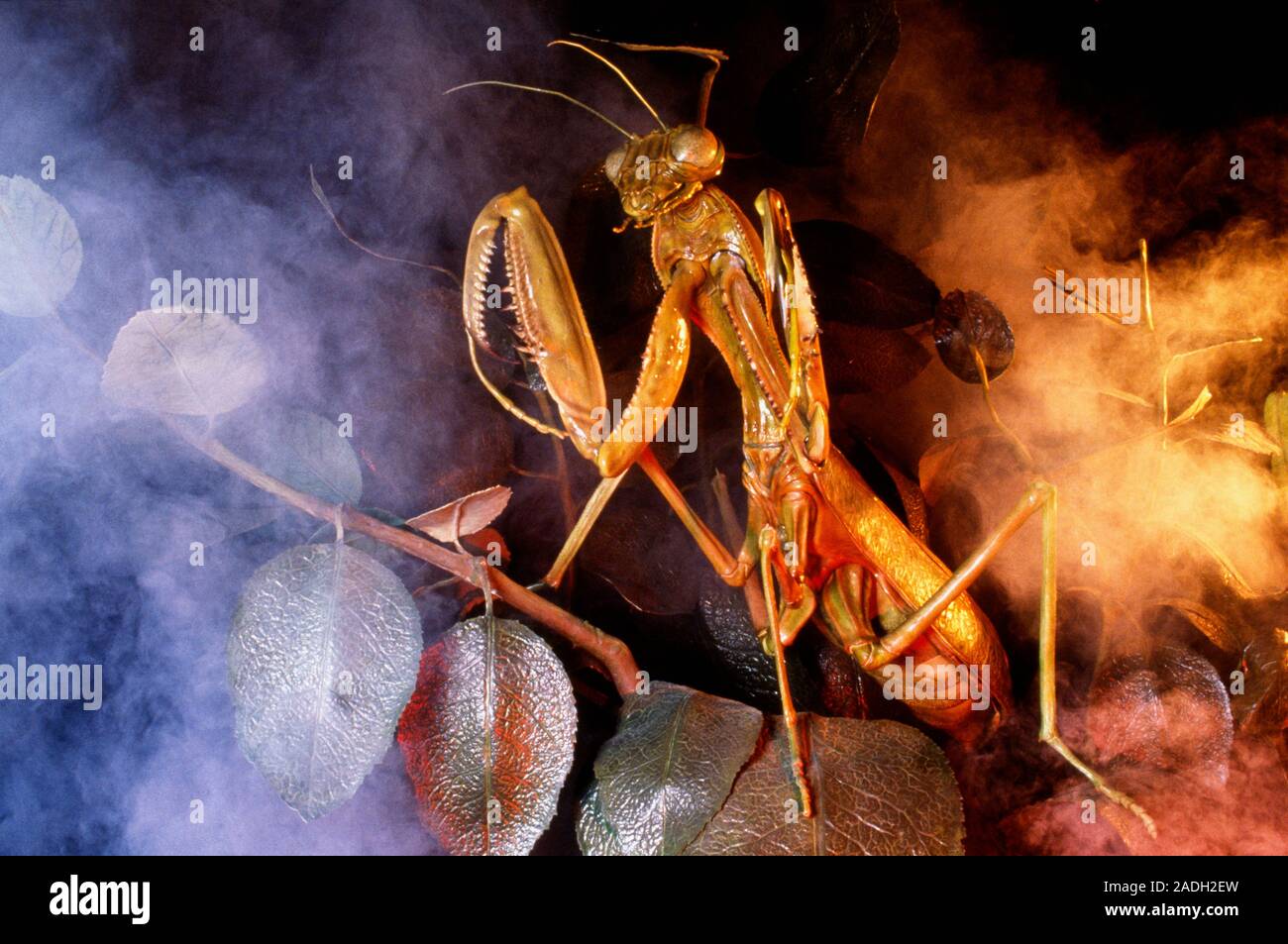 Model praying mantis. Giant robotic praying mantis (family Mantidae) on ...