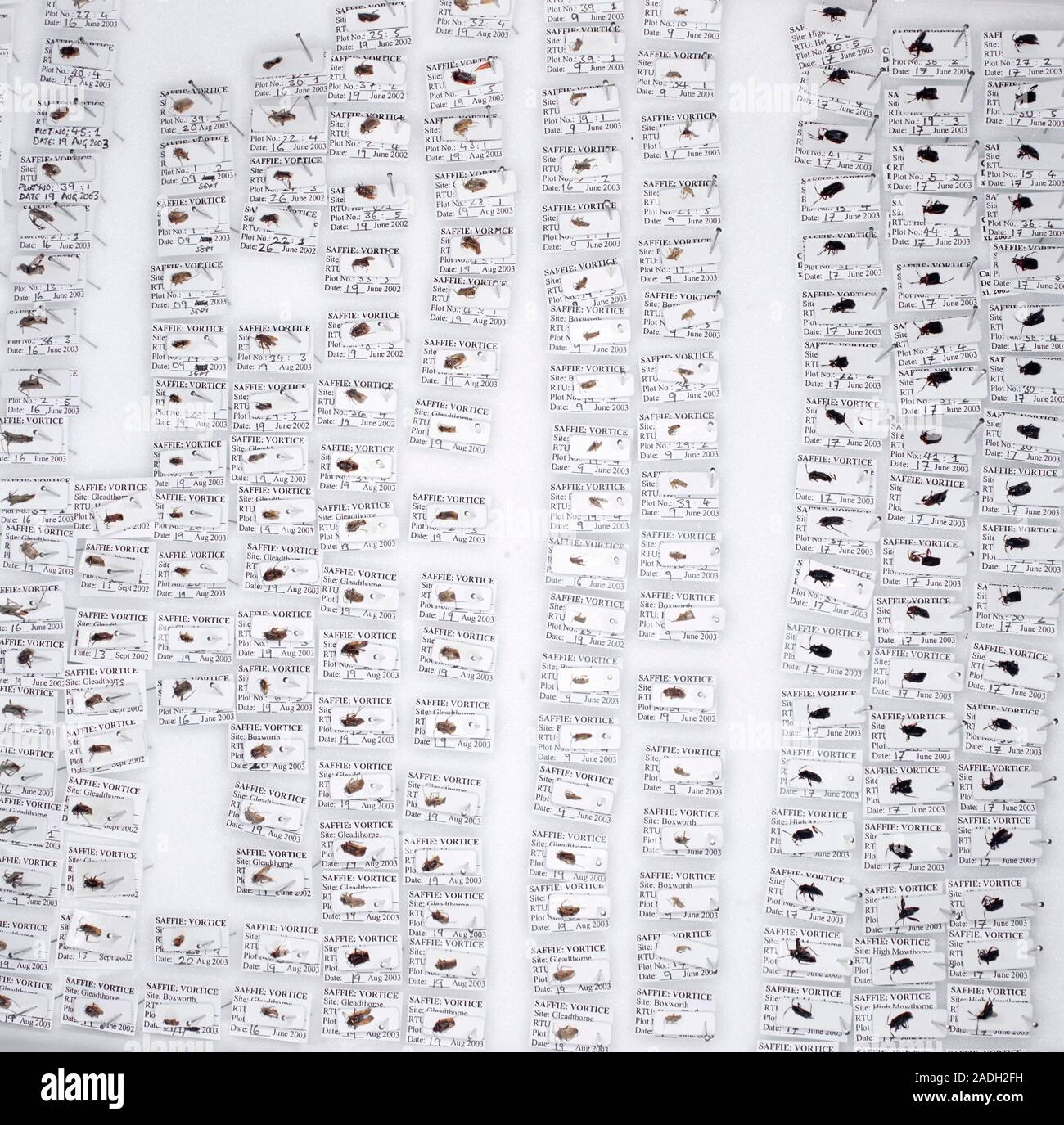 Insect specimens mounted on cards showing the date and place they were ...