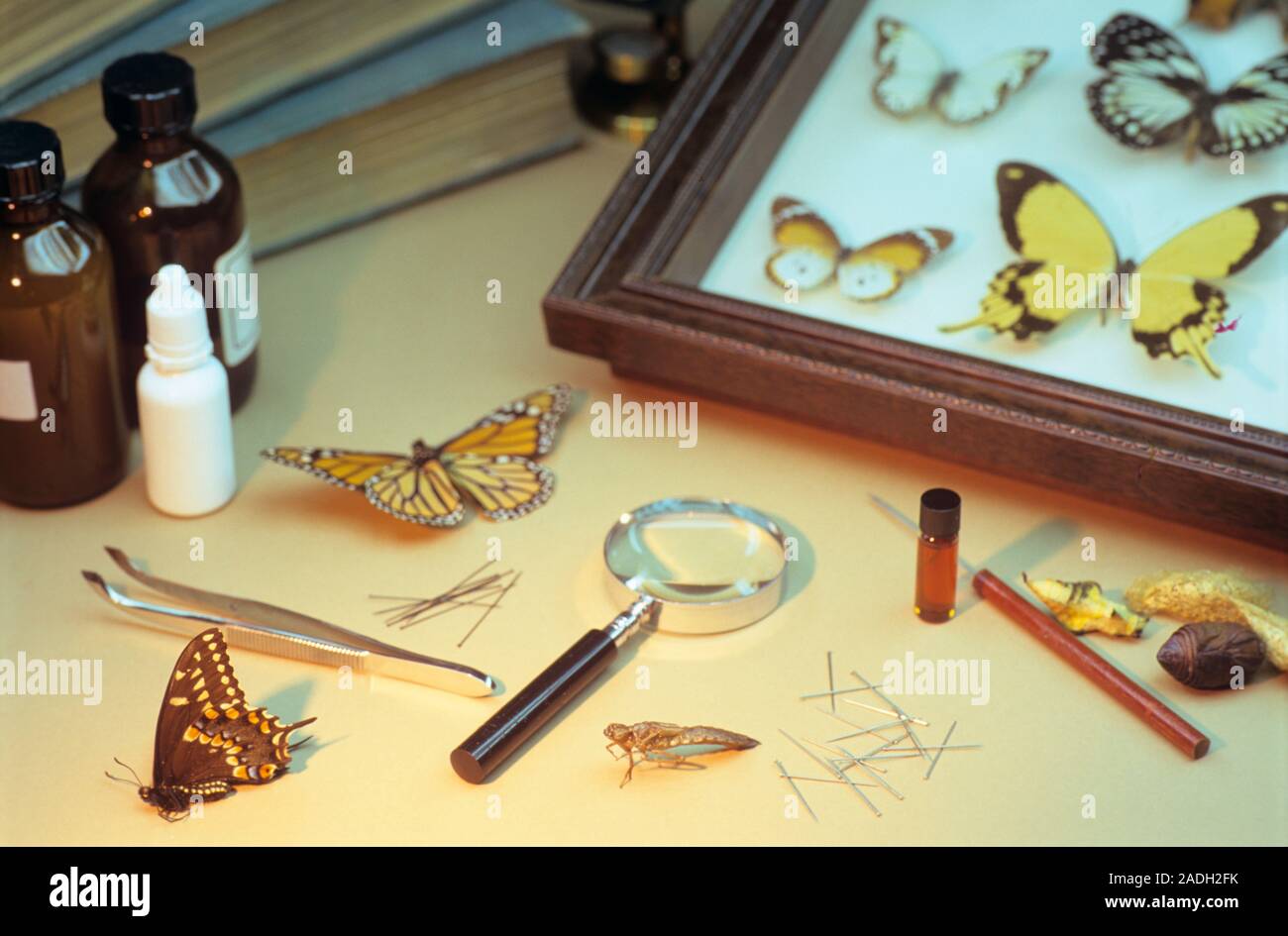 Insect collector's equipment. The pins, tweezers, embalming fluid and ...