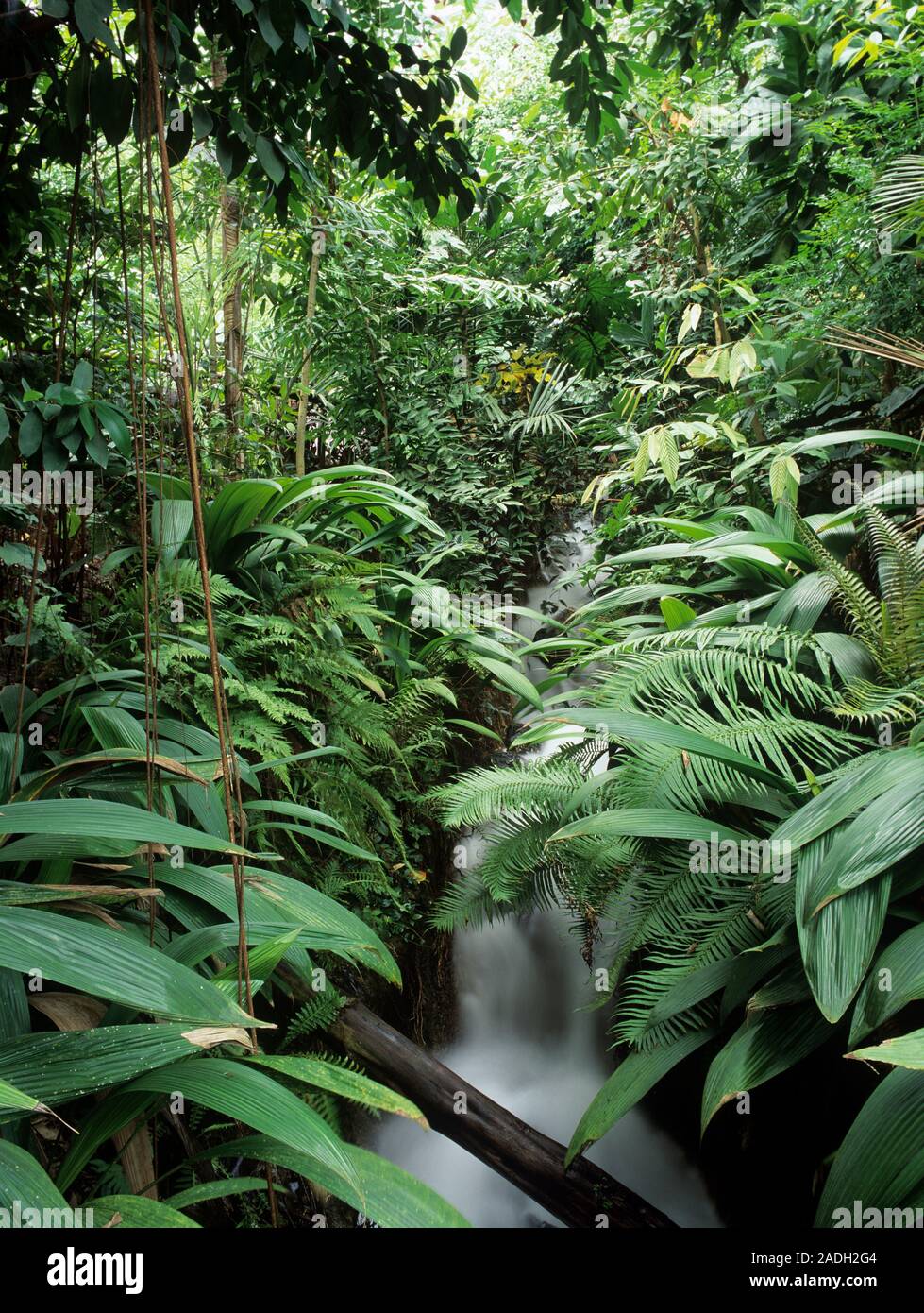 Eden Project Biome. Stream in the humid tropics biome at the Eden ...