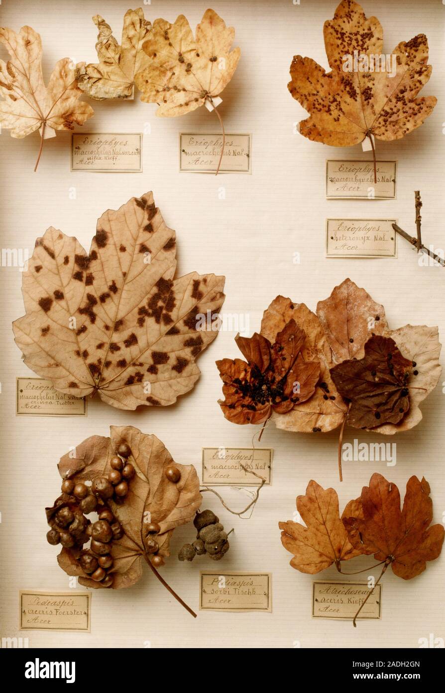 Gall damaged leaves. Collection of dried leaves affected by gall damage ...