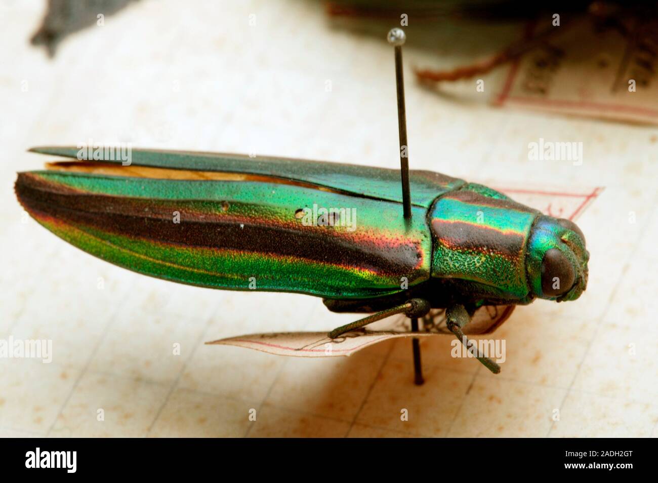 Mounted jewel beetle (family Buprestidae). Photographed at Universita ...