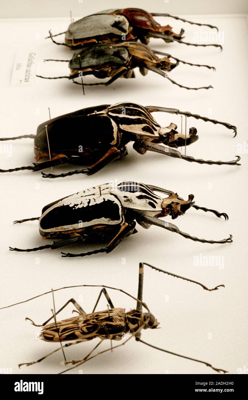 Beetle collection. Harlequin beetle (Acrocinus longimanus, bottom) and ...