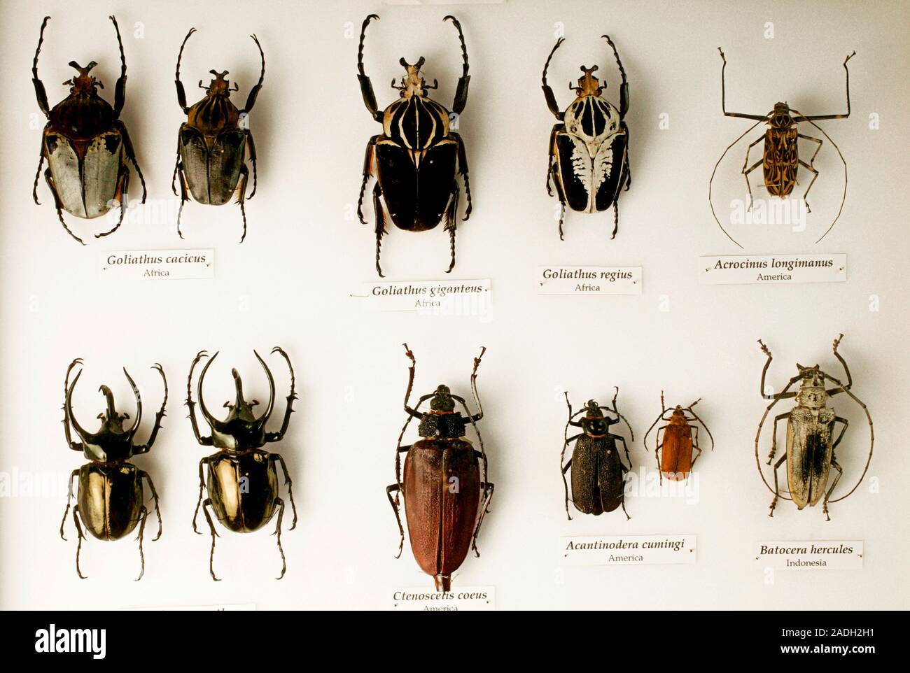 Beetle collection. Various labelled beetles (order Coleoptera) mounted ...