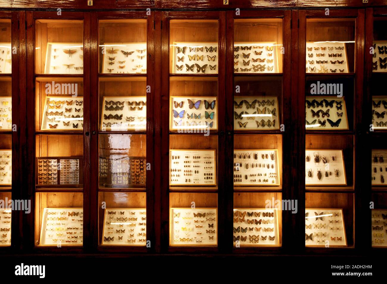 Butterfly collection. Various butterflies (order Lepidoptera) mounted ...