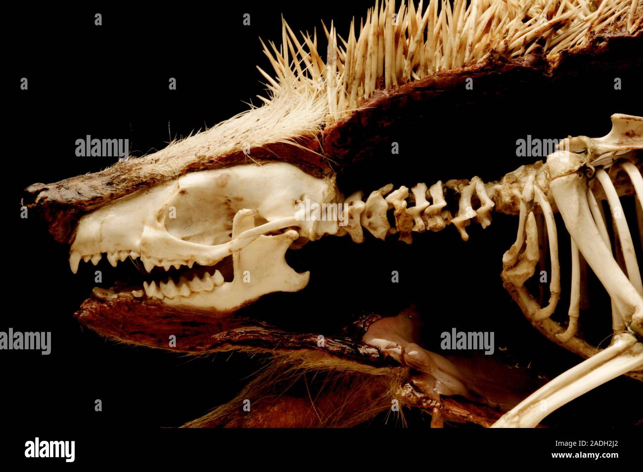 Dissected hedgehog. Close-up of the head of a dissected hedgehog ...
