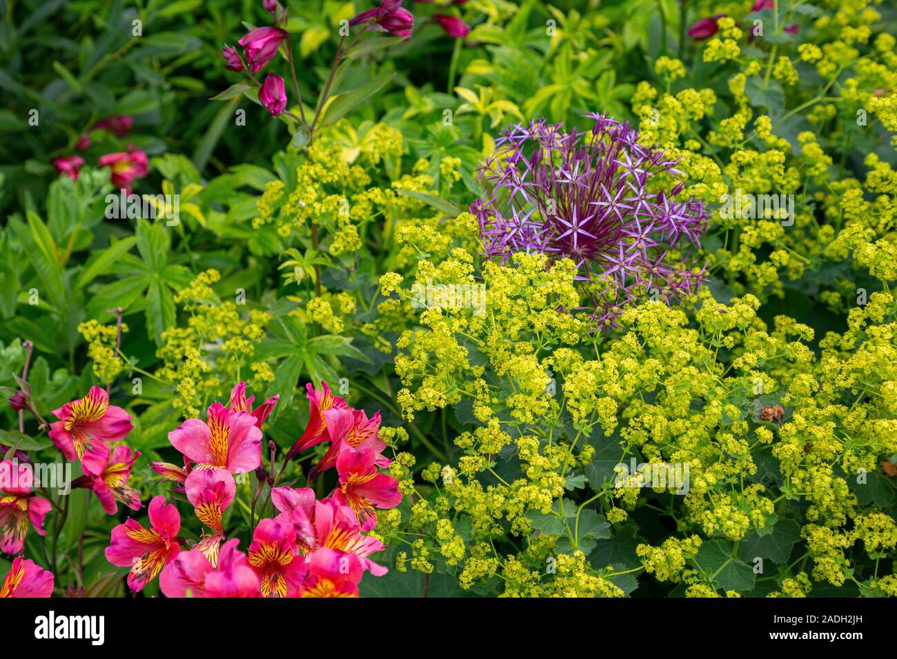 Combination planting of Allium cristophii, Alchemilla mollis and ...