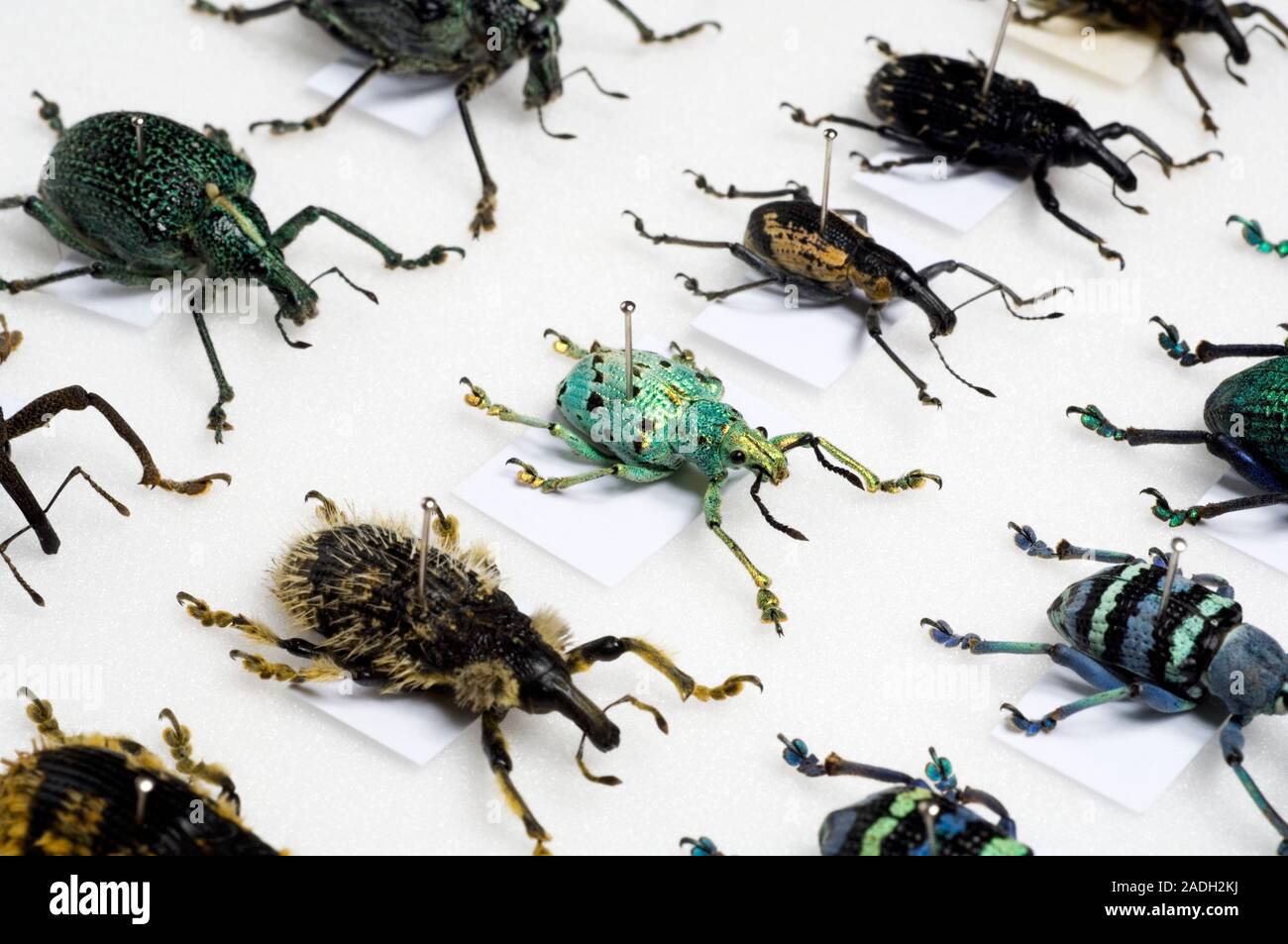 Beetle collection. Display of various weevil beetles (order Coleoptera ...