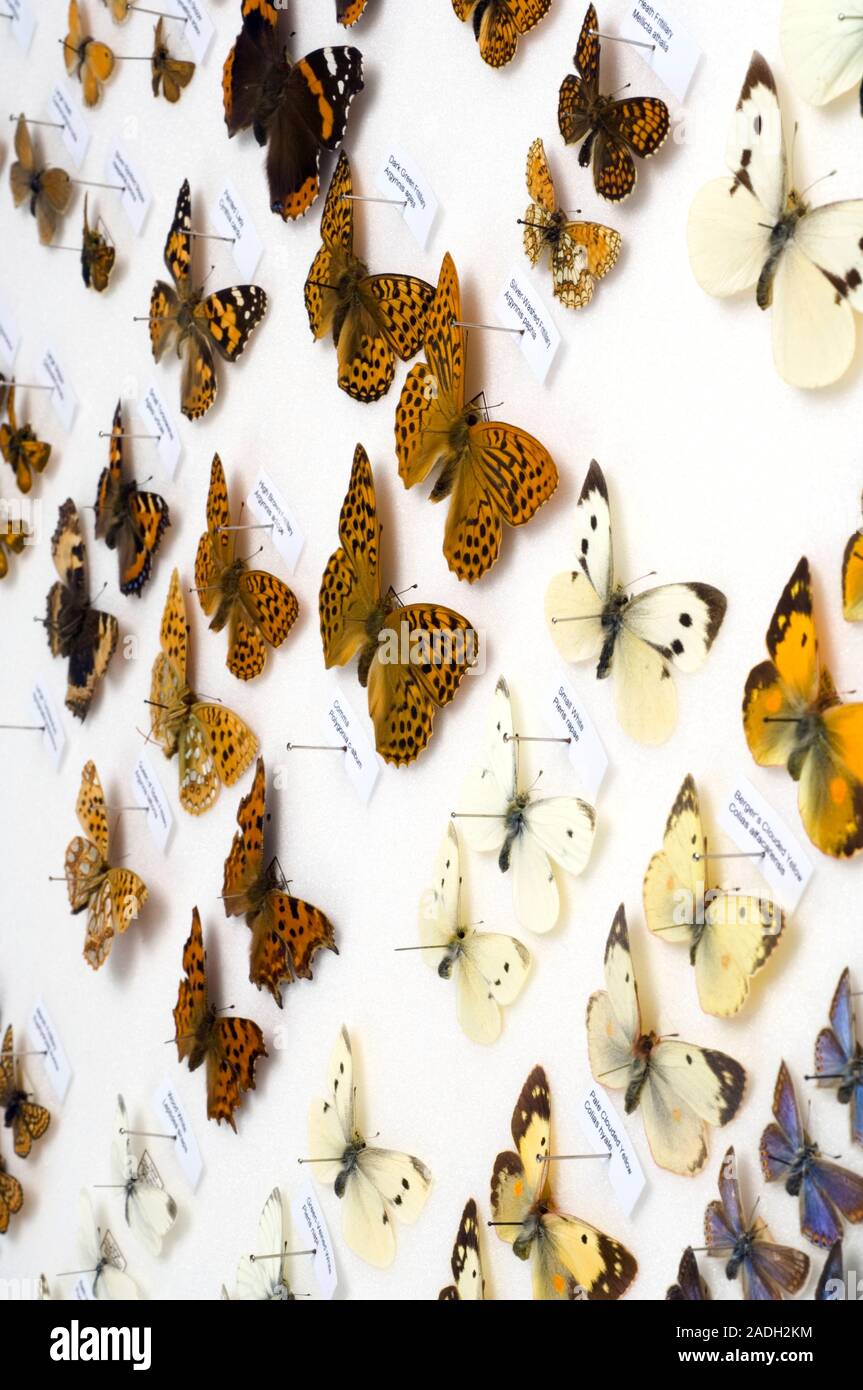 Butterfly collection. Display of various British butterflies (order ...