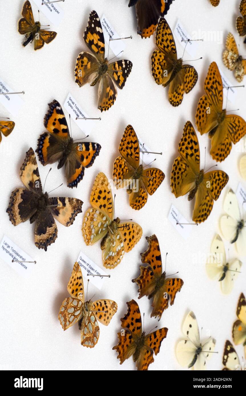 Butterfly collection. Display of various British butterflies (order ...