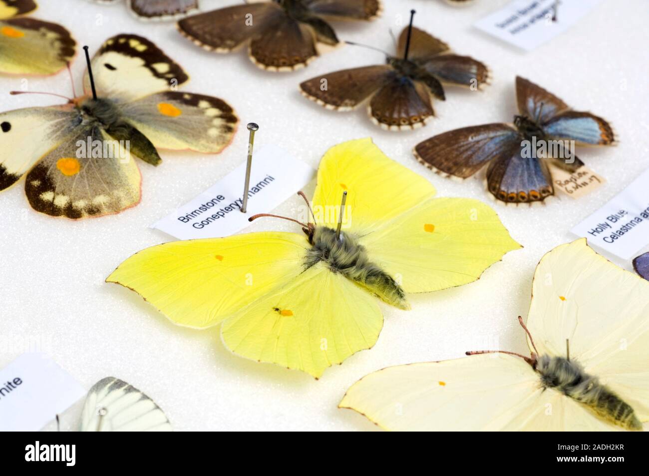 Butterfly collection. Display of various British butterflies (order ...
