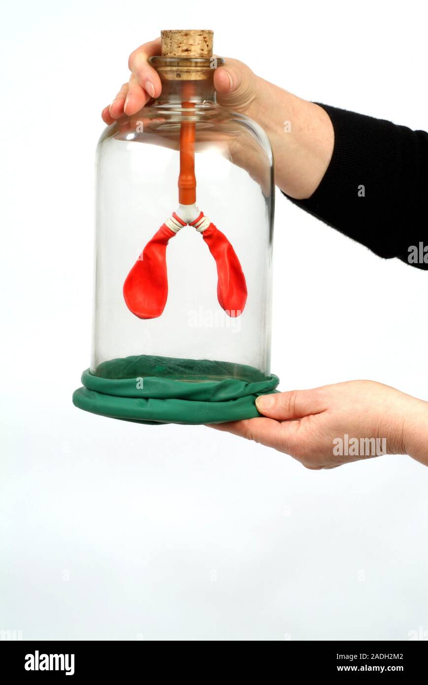 Diaphragm-lung demonstration. Image 2 of 2. Bell jar, balloons (red ...