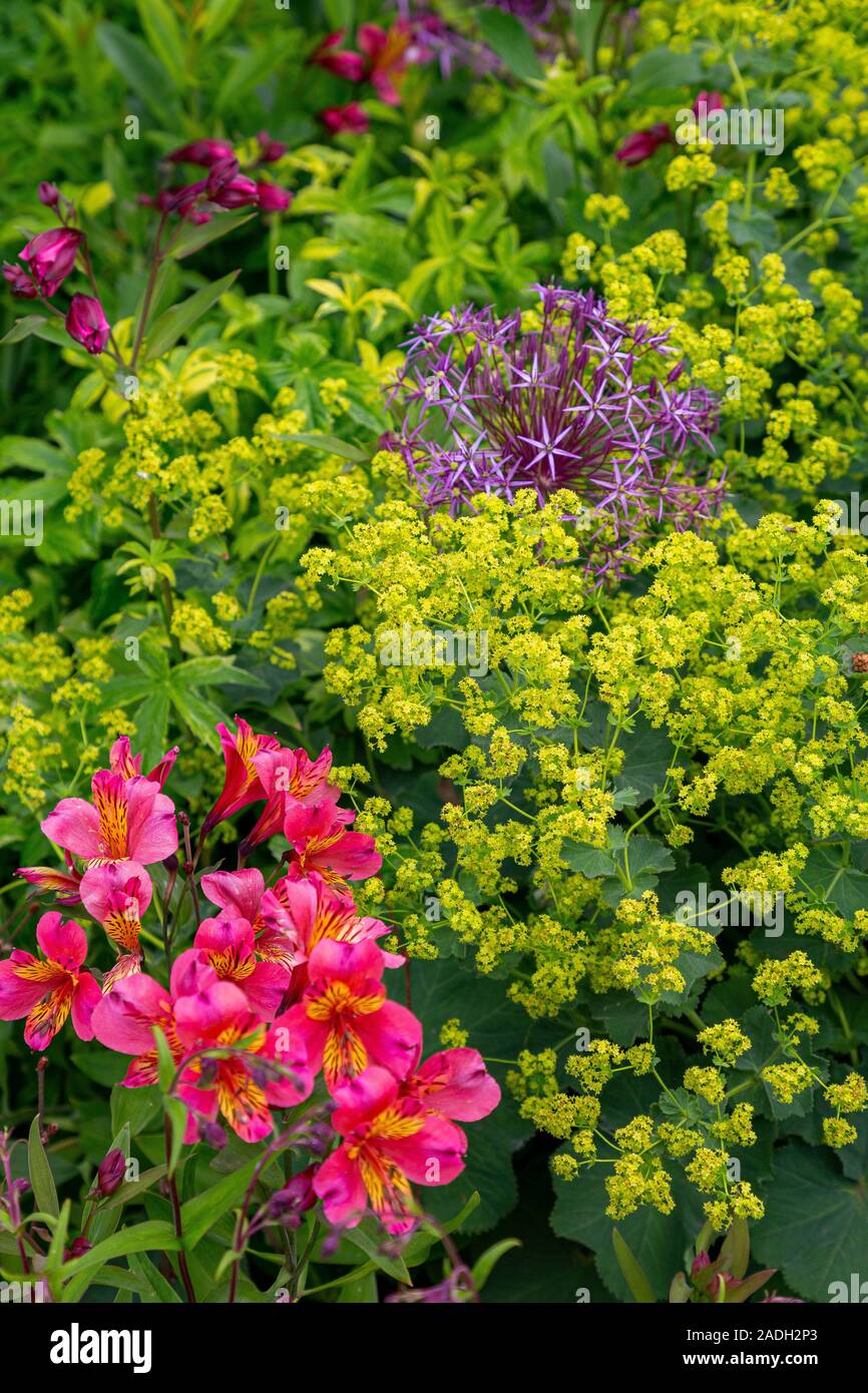Allium and alchemilla mollis hi-res stock photography and images - Alamy