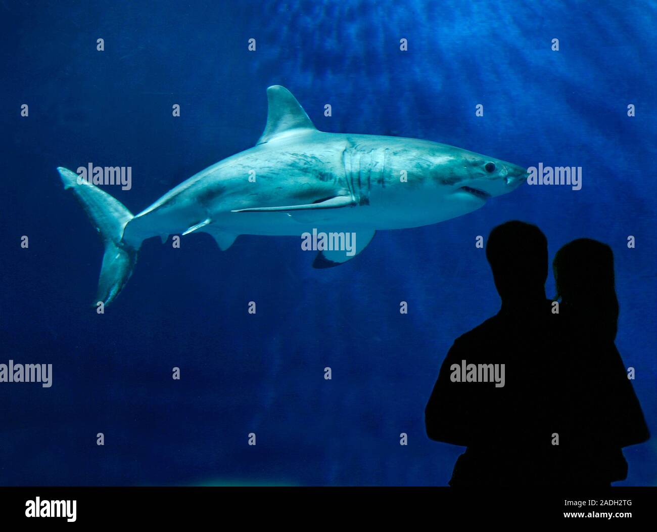 Great White shark (Carcharodon carcharias), Monterey Bay Aquarium ...