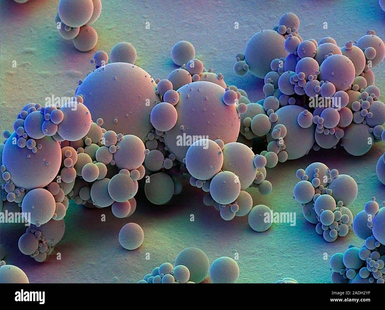 Microspheres. Coloured Scanning Electron Micro- graph (SEM) of clusters ...