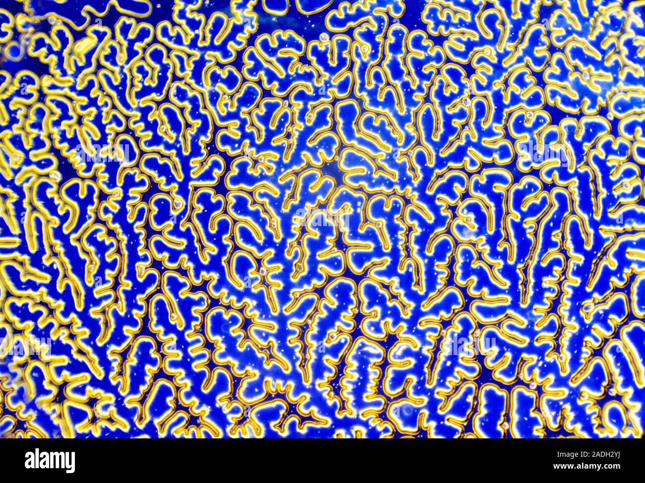 Canada balsam. Light micrograph of canada balsam drying on a microscope ...