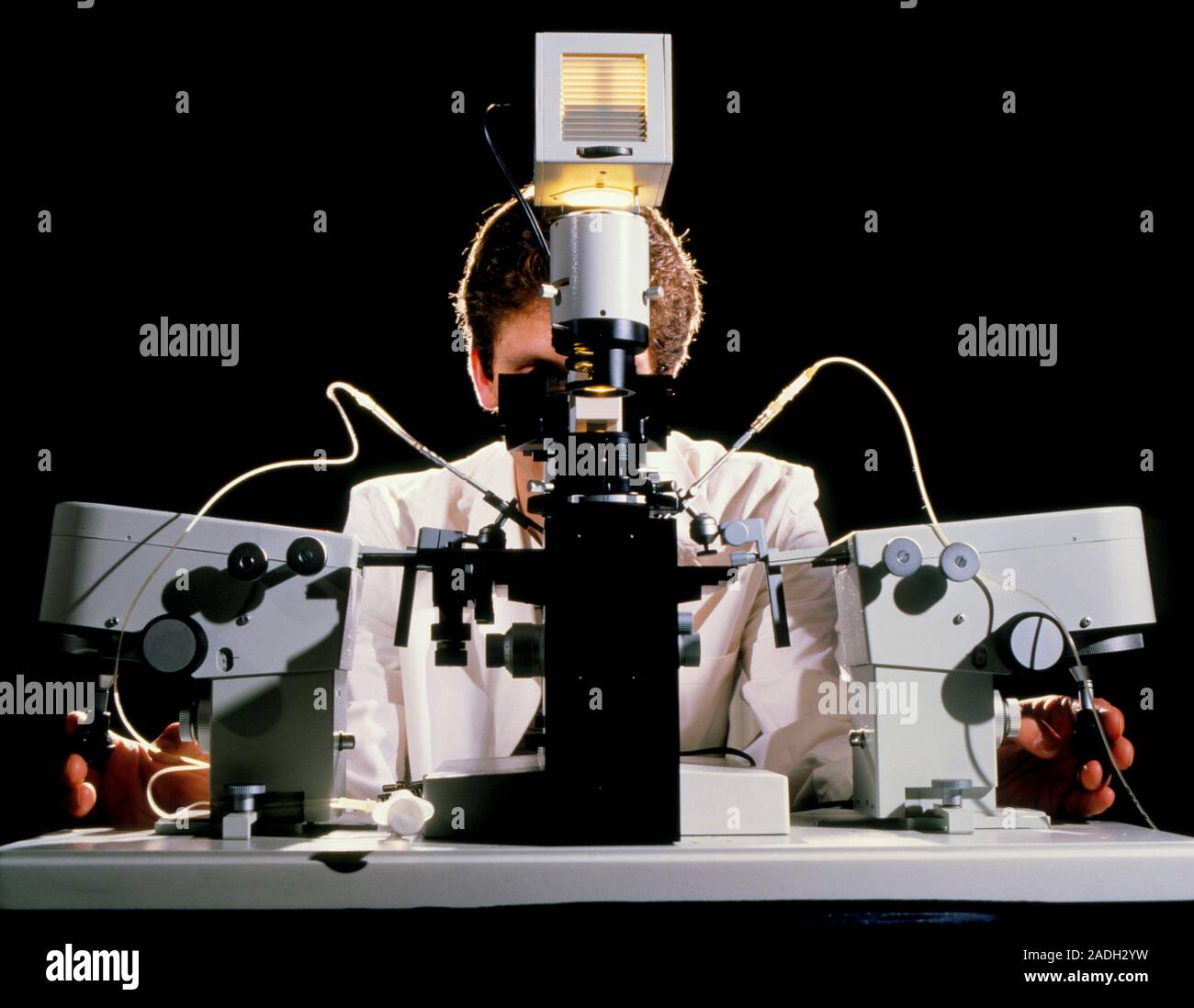 Biology research. A scientist using a binocular optical microscope. On ...