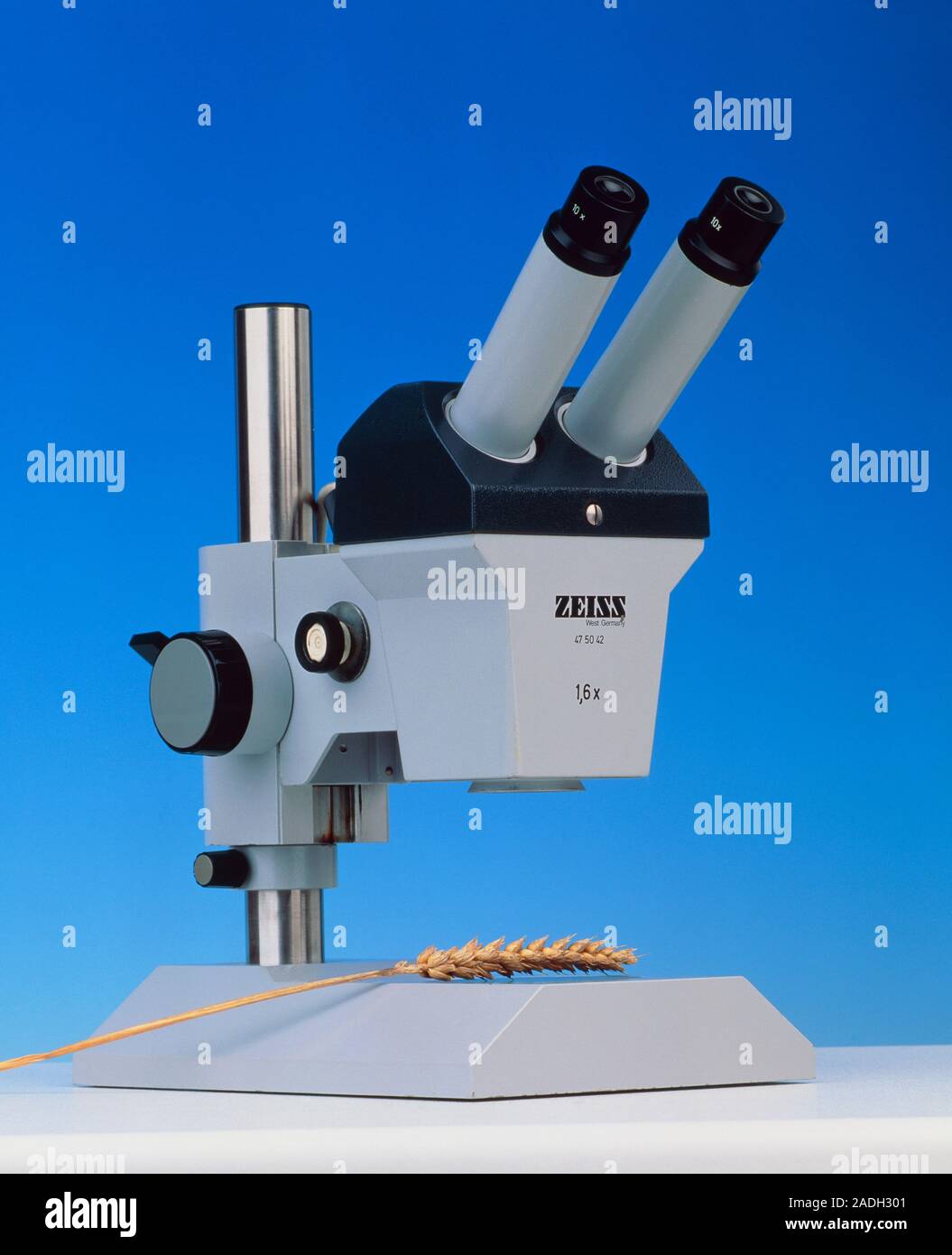 Binocular microscope. A Zeiss optical microscope with a ear of wheat ...